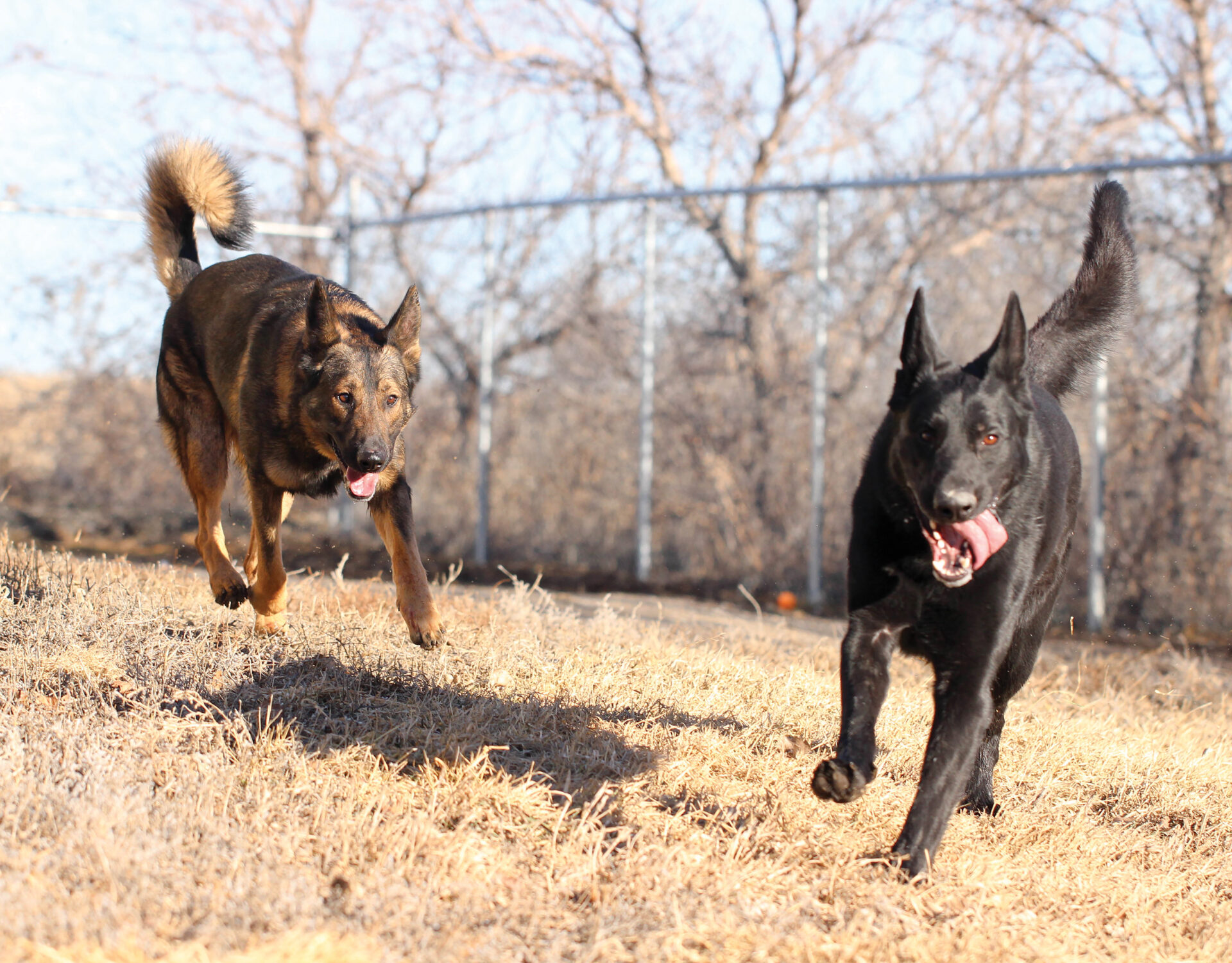 Search and Rescue - Paw Quarterly