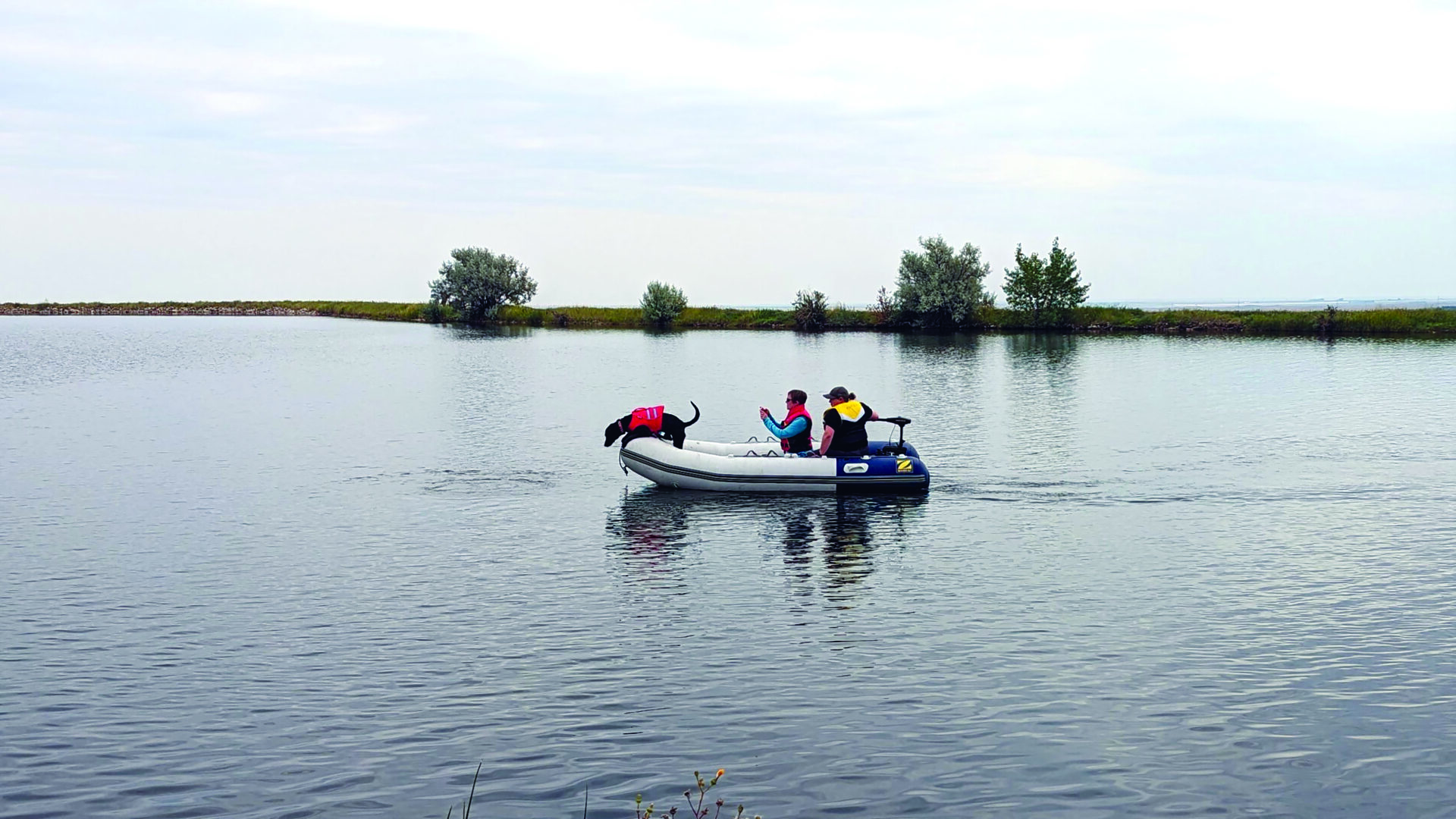 Search and Rescue - Paw Quarterly