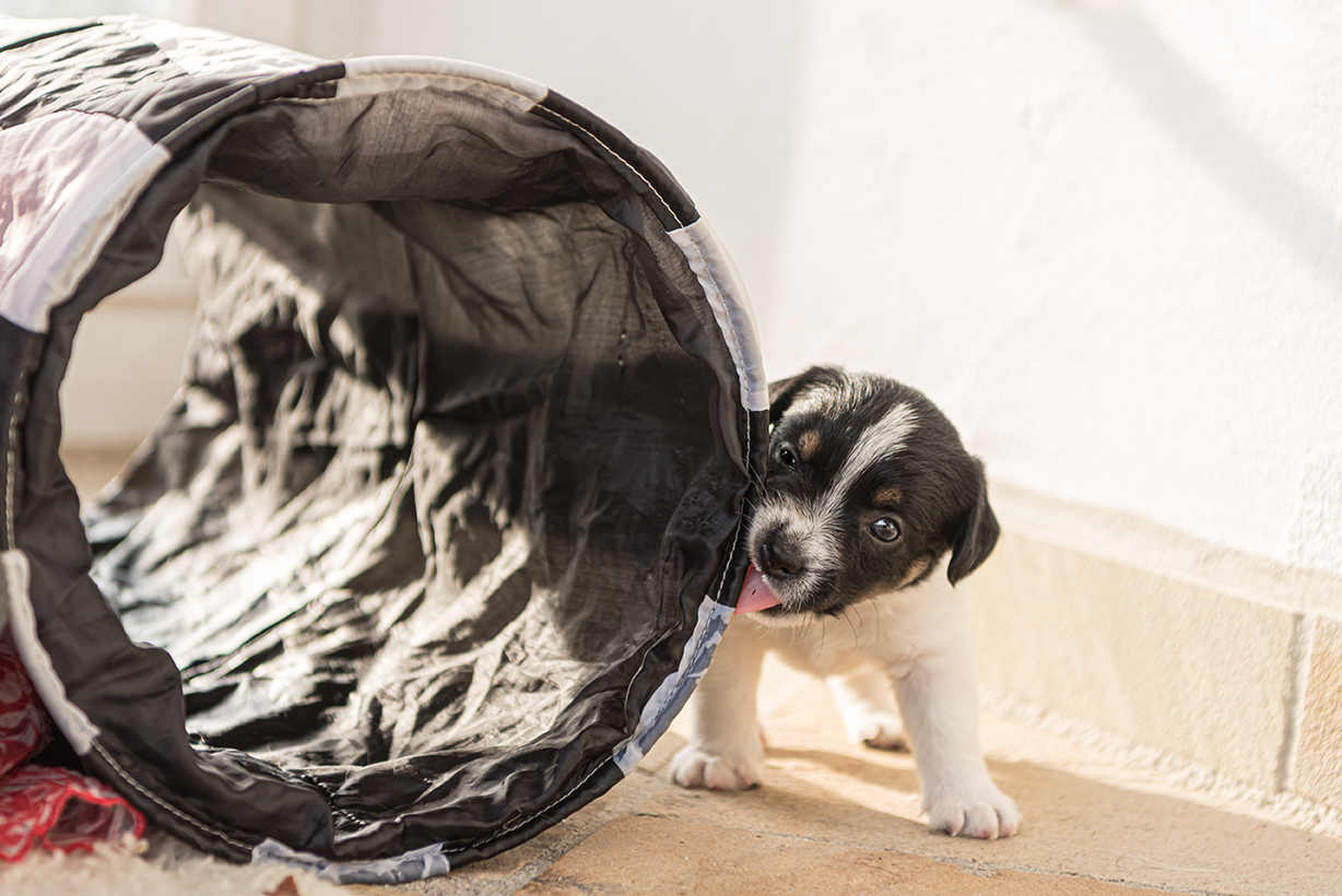 PAWSitive Beginnings: Part One - Paw Quarterly